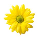 Reap the Benefits of Fall Mums this Season - Campbell's Flowers