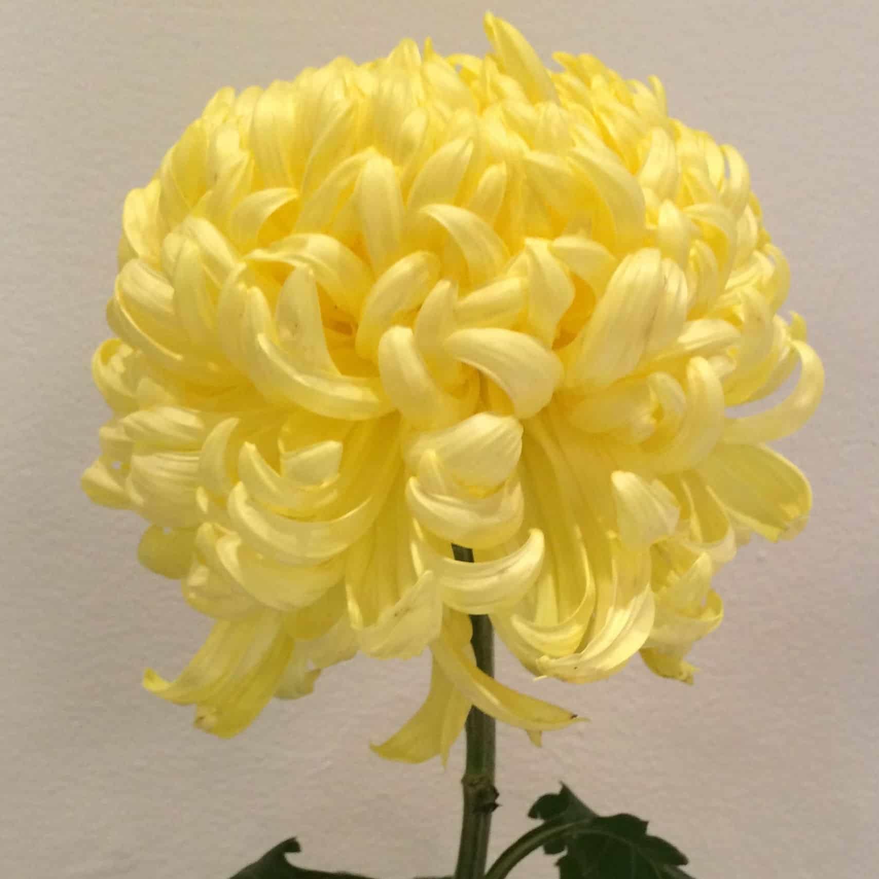 Reap the Benefits of Fall Mums this Season - Campbell's Flowers