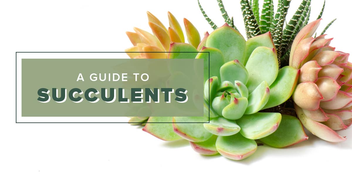 Succulent 101: A Basic Guide to Growing Succulents - Campbell's Flowers