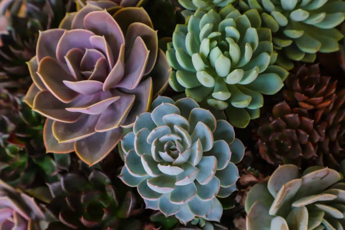 Succulent 101: A Basic Guide to Growing Succulents - Campbell's Flowers