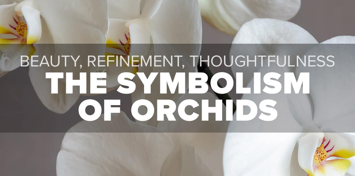 INSPIRING ORCHID SYMBOLISM - Campbell's Flowers