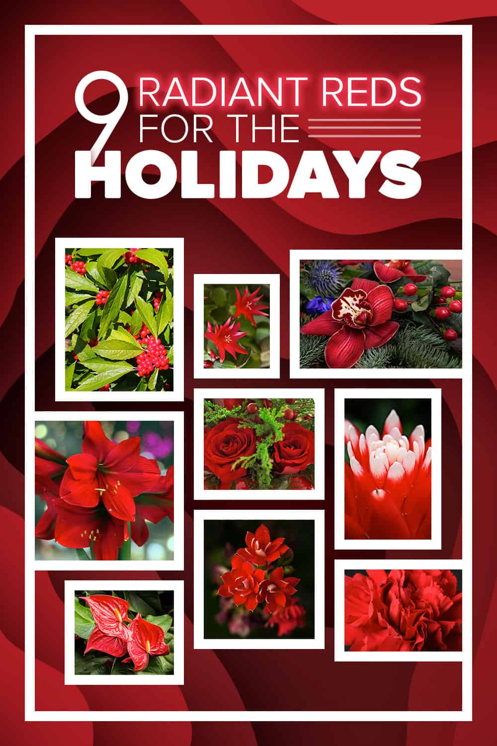 Warming Your Space with This Season’s Best Red Blooms - Campbell's Flowers